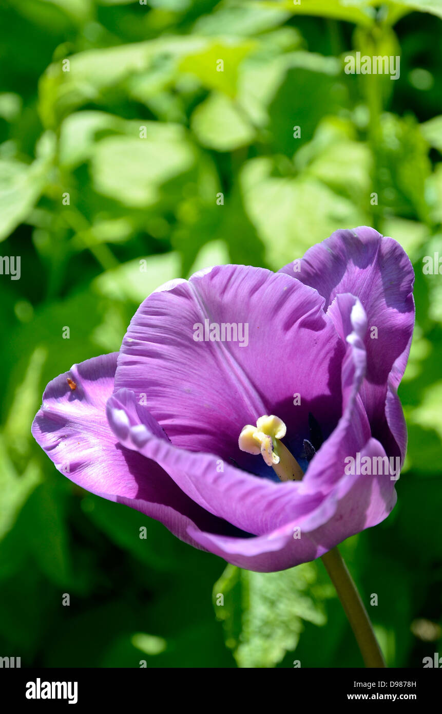Purple tulip flowers - variety not known but possibly Negrita or Saigon ...
