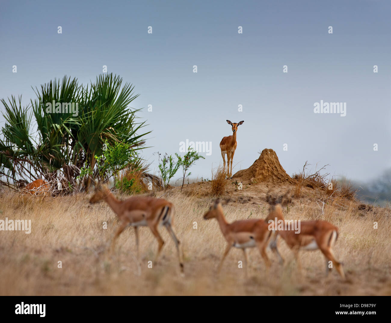 Marsh game hi-res stock photography and images - Alamy
