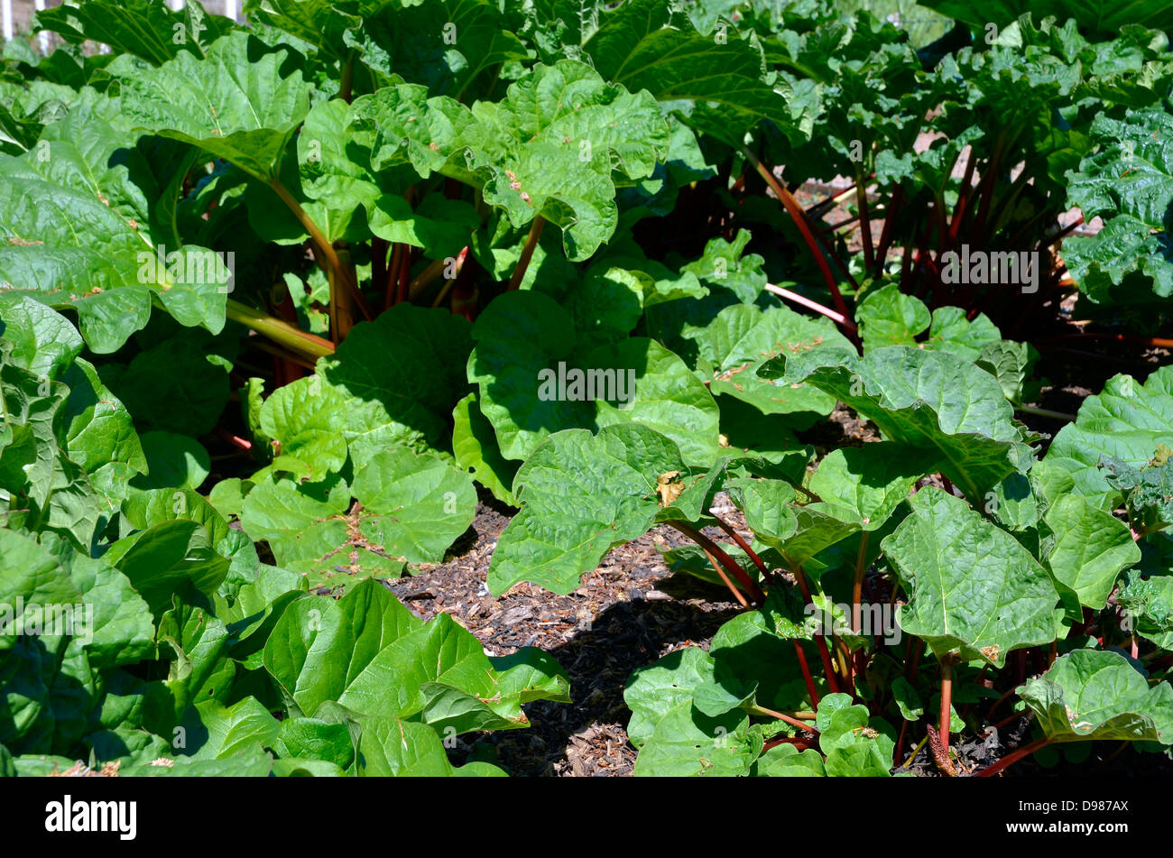 Strong and healthy rhubarb plants with stems turning red as they ripen ...