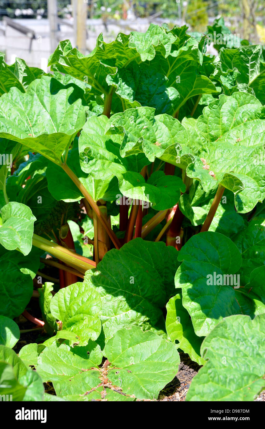 Strong plants hi-res stock photography and images - Alamy