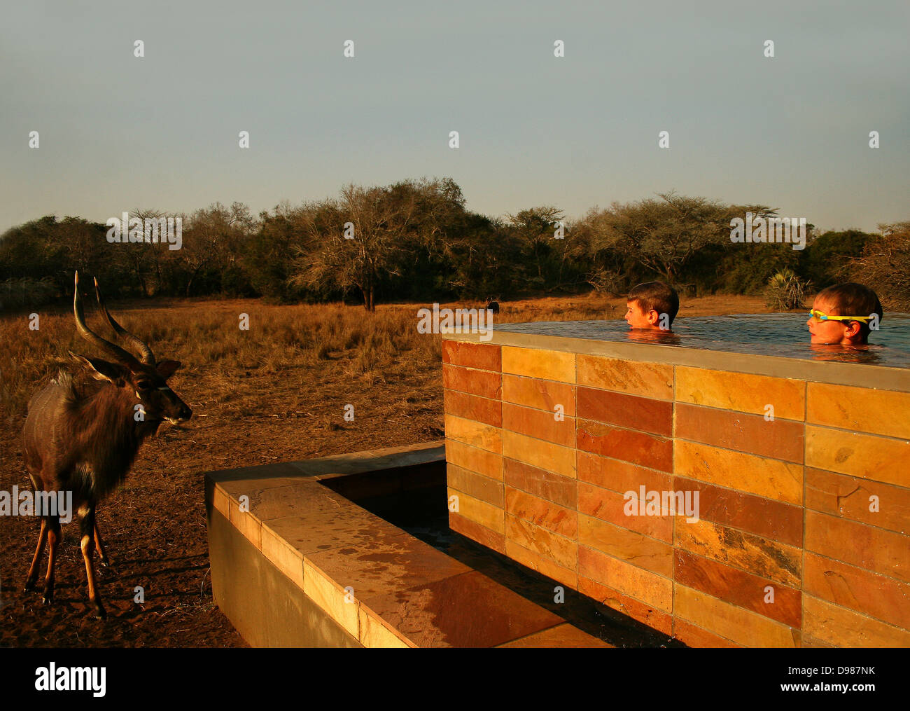Boys swimming in the Phinda Game Reserve pool, watched by an ibex in ...