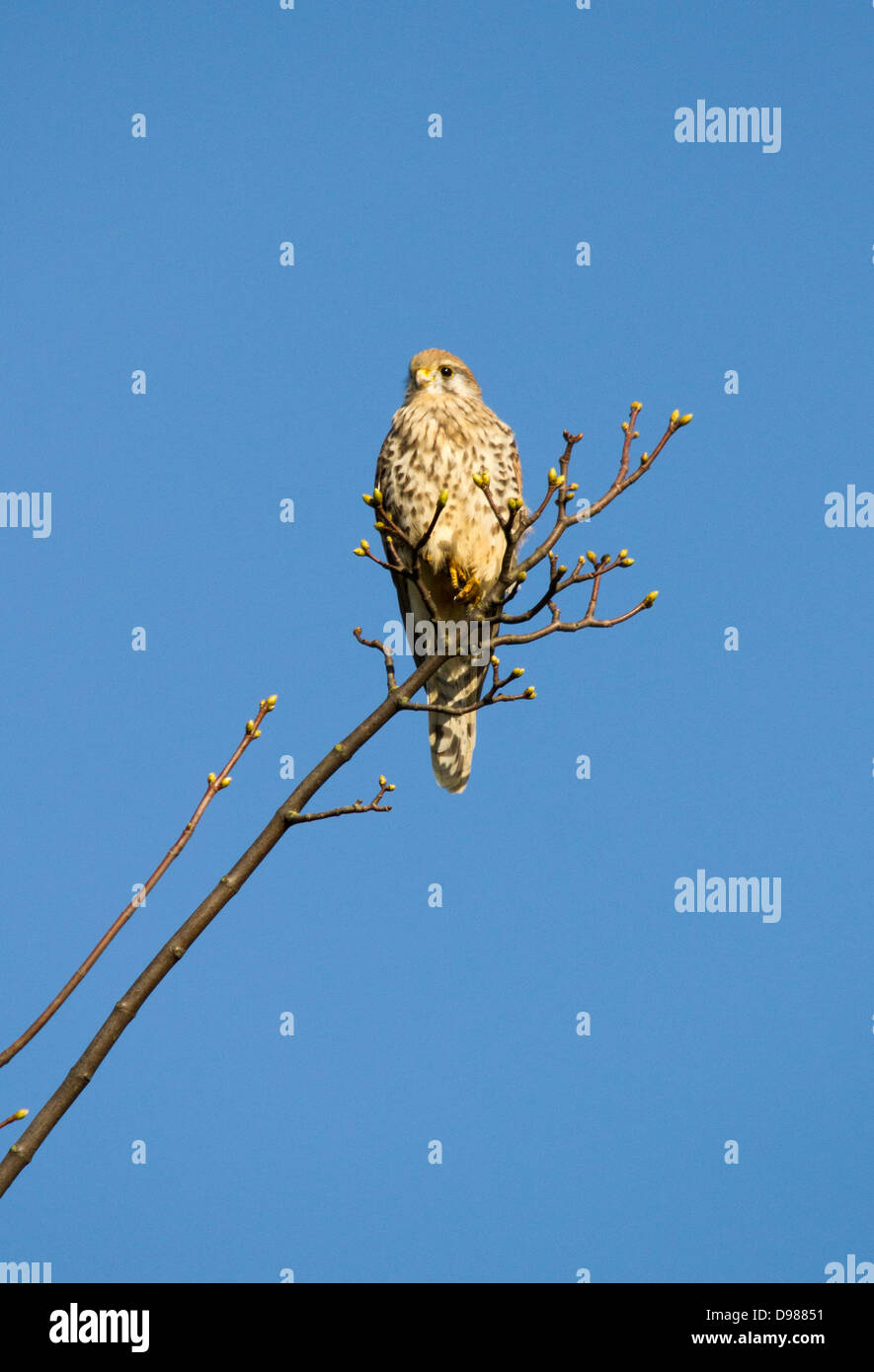 Common kestrel uk hi-res stock photography and images - Alamy