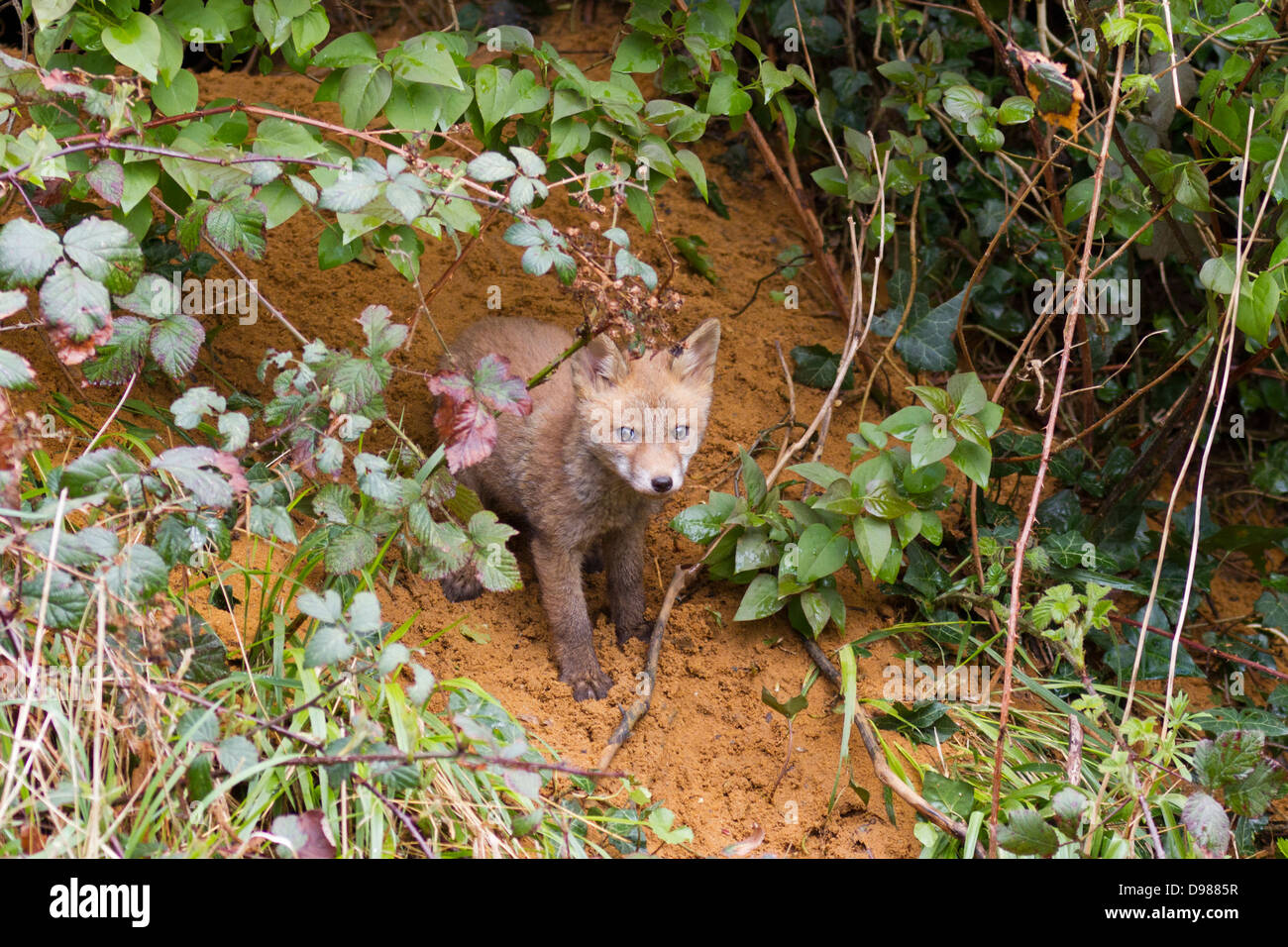 Young Red Fox Cub, Vulpes vulpes, Kent, England, UK Stock Photo - Alamy