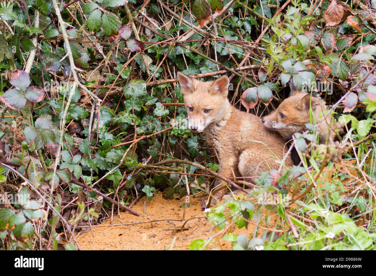 Young Red Fox Cubs, Vulpes vulpes, Kent, England, UK Stock Photo - Alamy