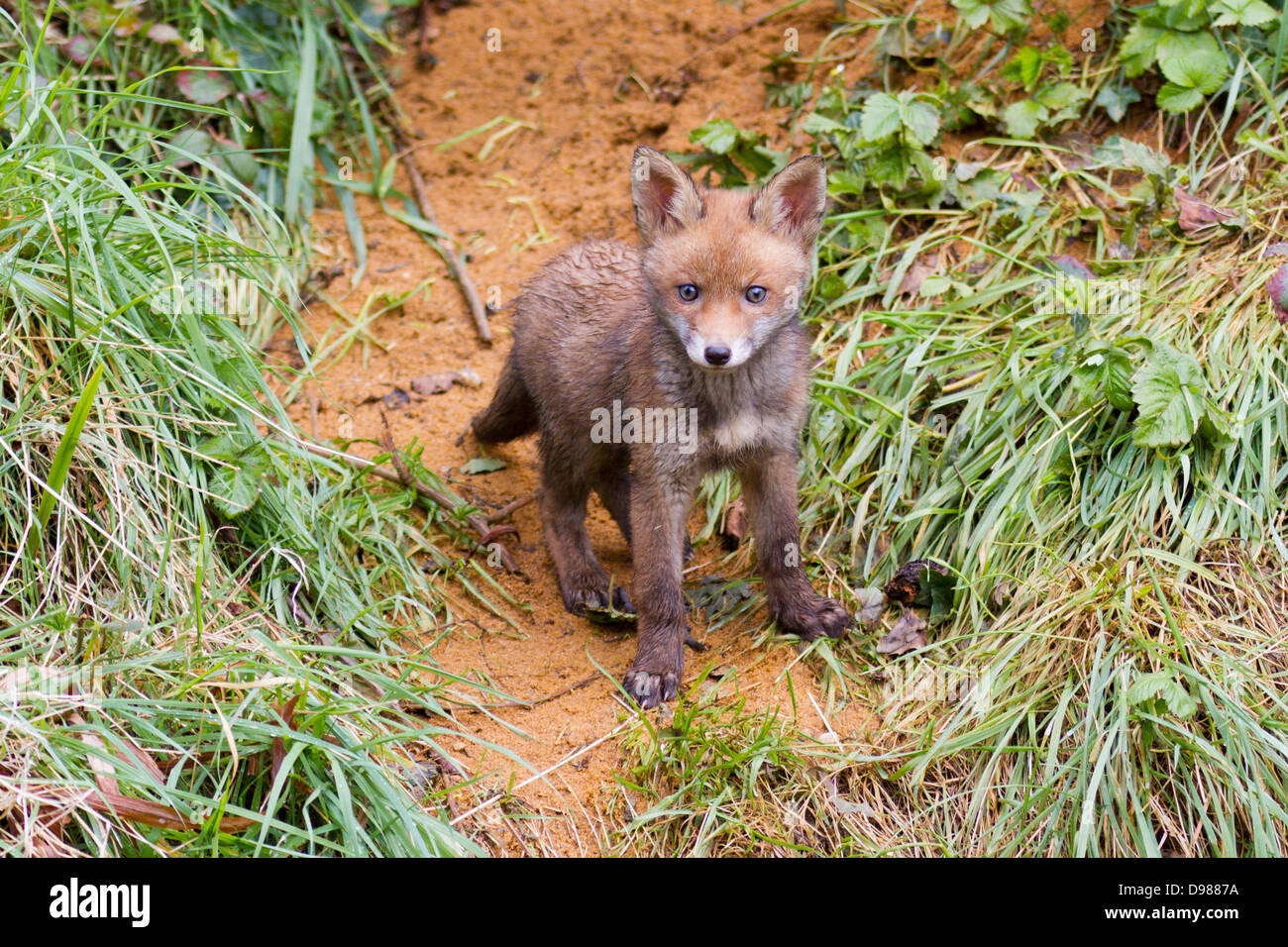Young Red Fox Cub, Vulpes vulpes, Kent, England, UK Stock Photo - Alamy