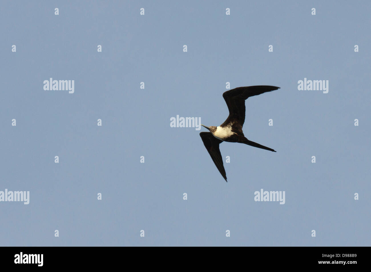 Fregata Ariel High Resolution Stock Photography and Images - Alamy