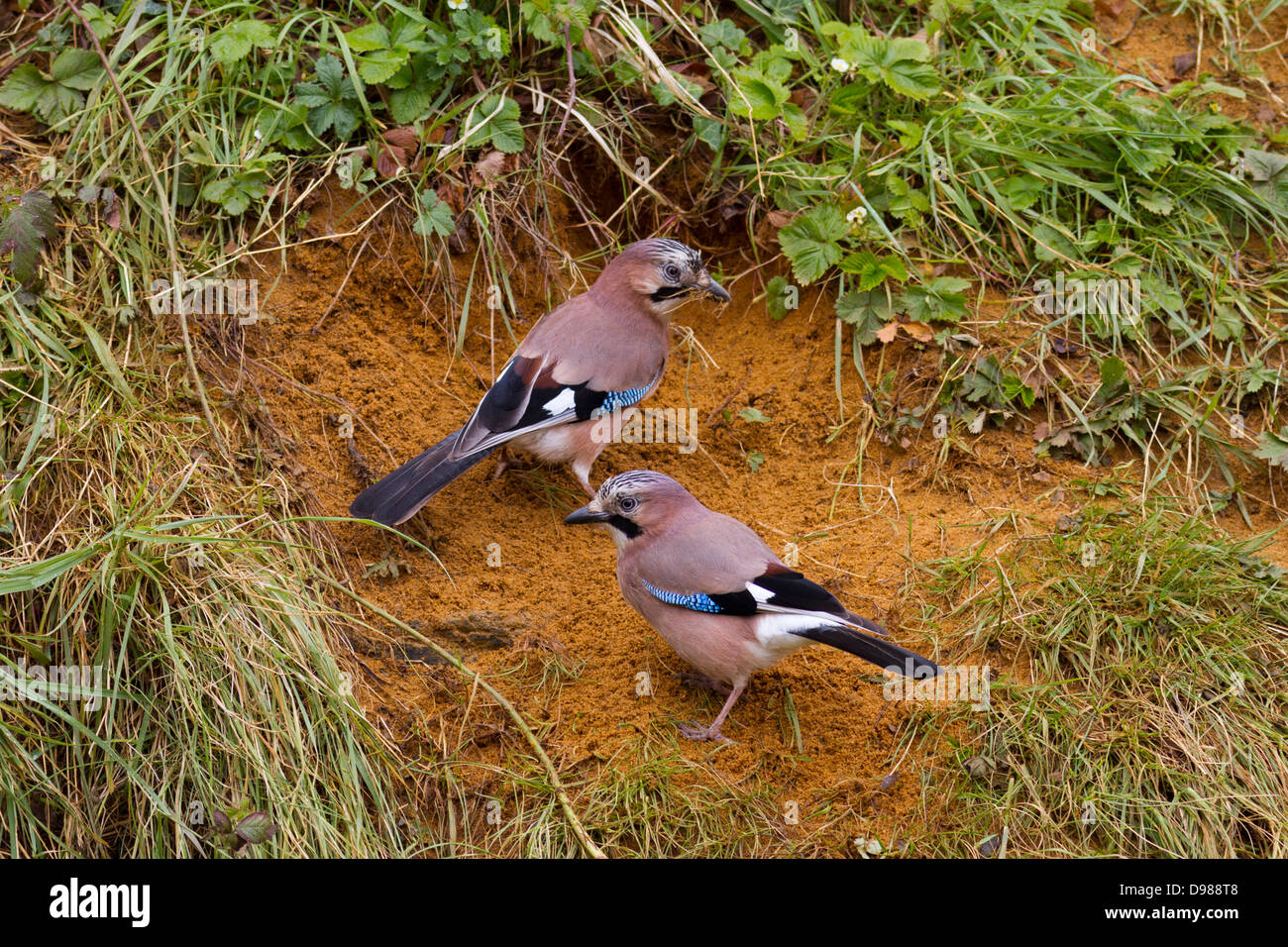 Eurasian jay birds hi-res stock photography and images - Alamy
