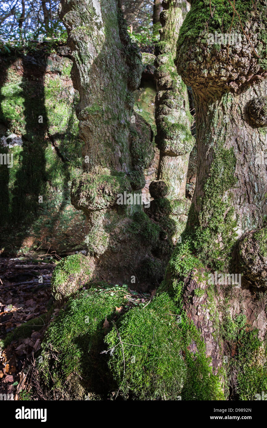 Mountains and stunted trees hi-res stock photography and images - Alamy