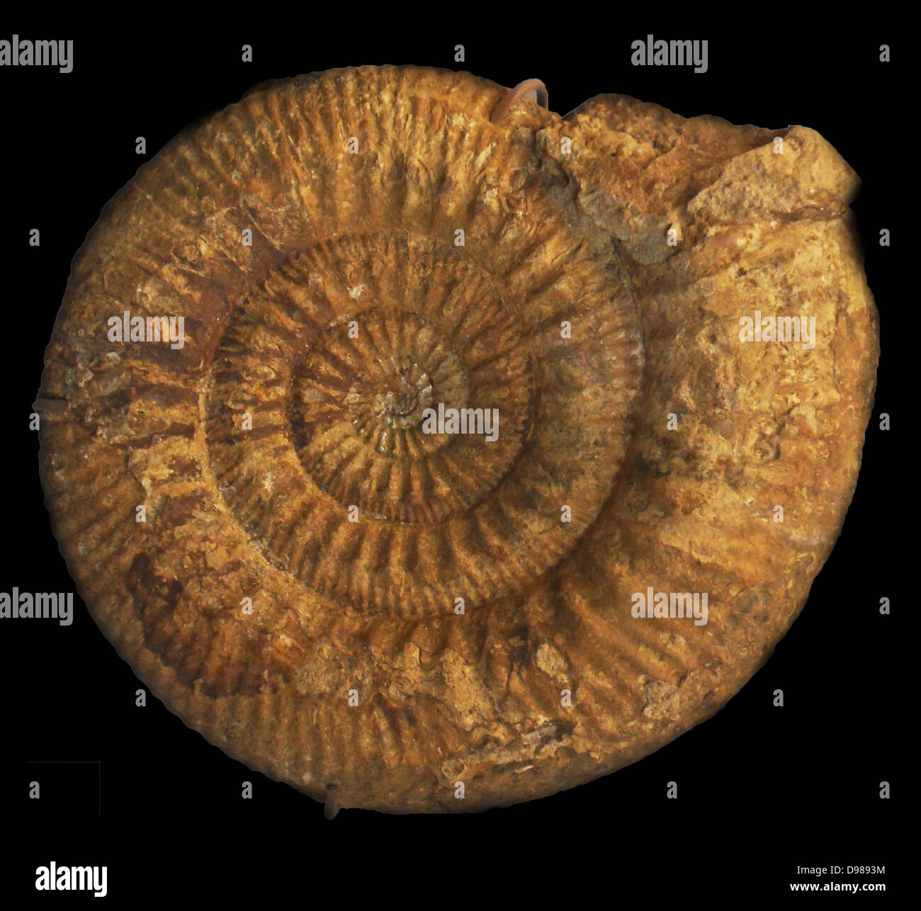 Stephanoceras Kreter (Bucland) 1927, Found in Dorset, England ...