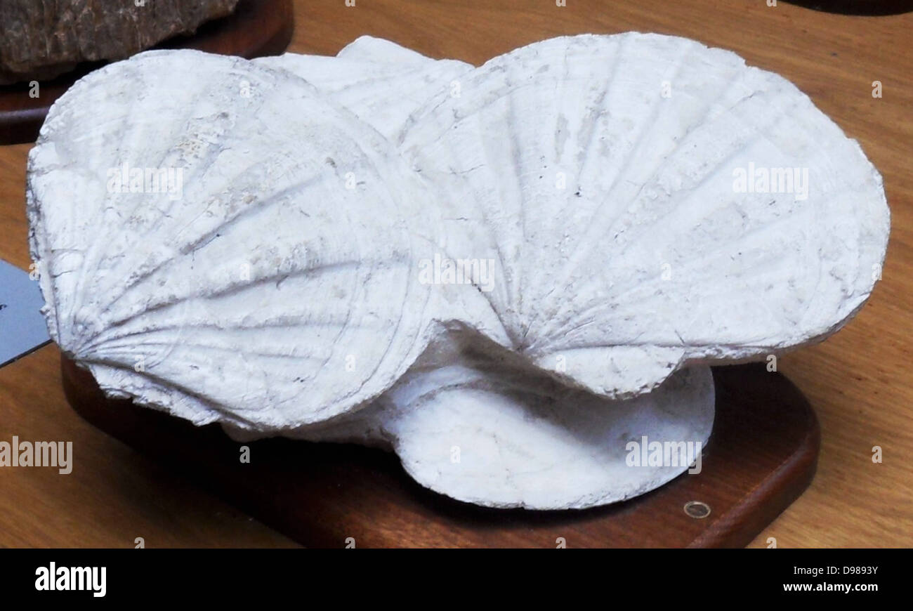 20 million year old fossil scallops from southeast france hi-res stock ...