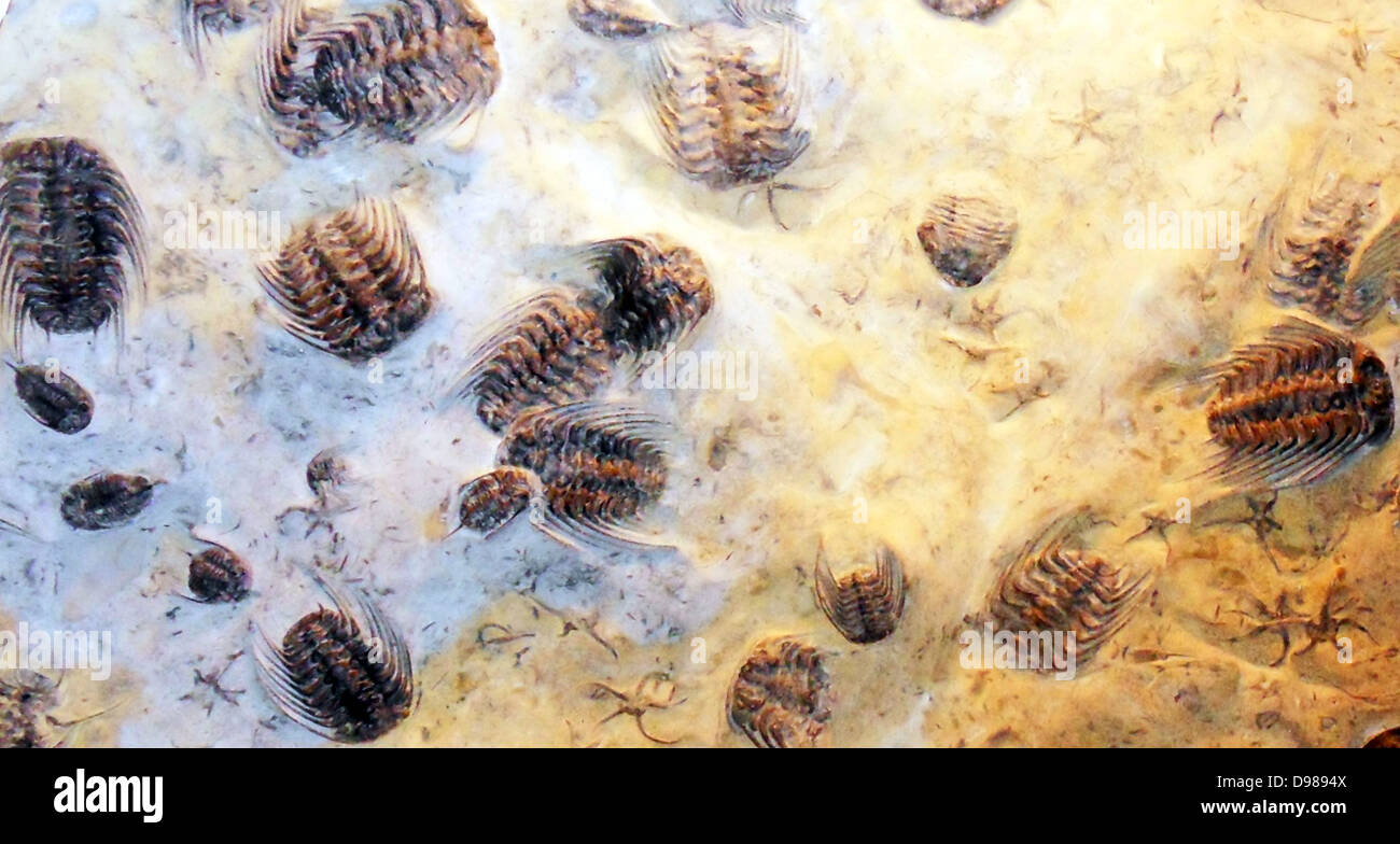 The Selenopeltis slab. This slab of sandstone comes from 450 million ...