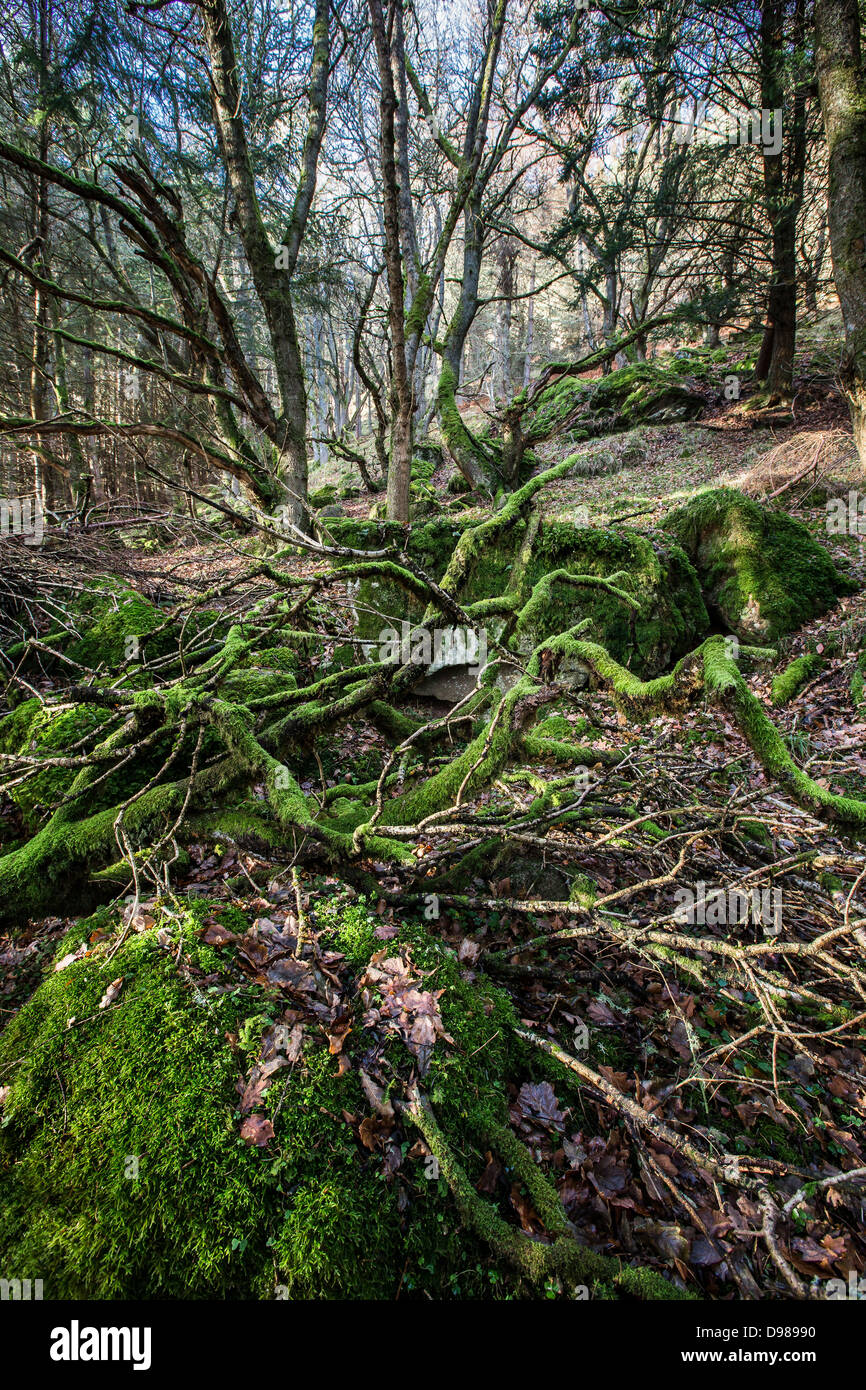 Branches & boulders in Craig Dulnain Forest, Loch Ness, Scotland Stock ...