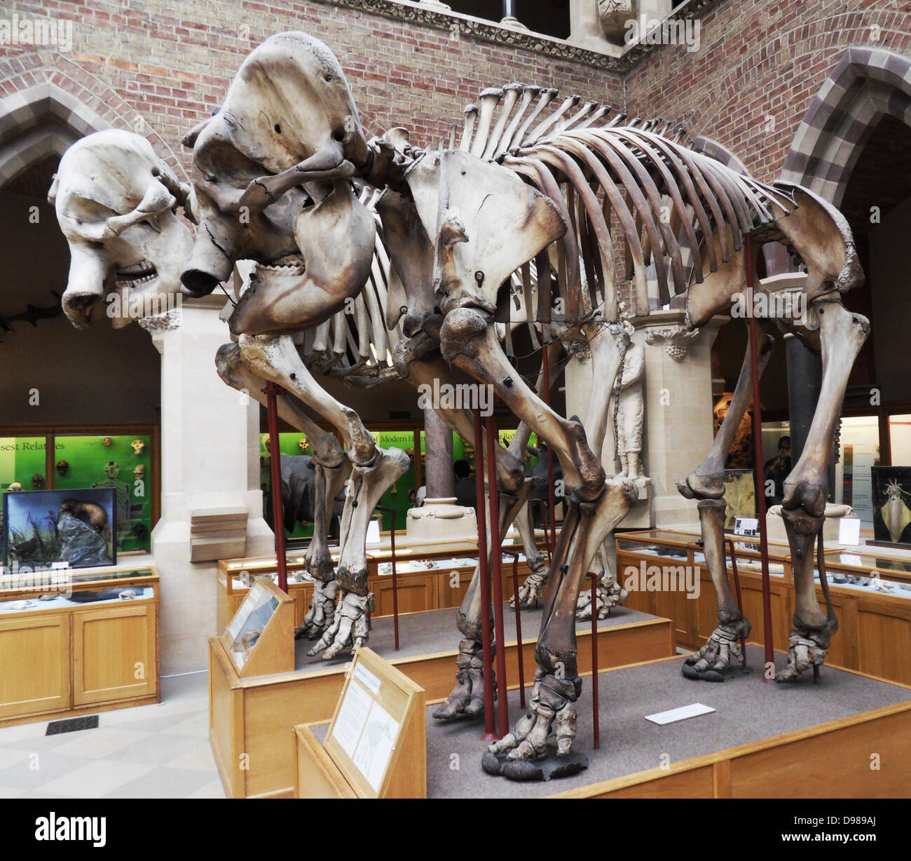 Elephas mazimus, The Asian Elephant Stock Photo - Alamy