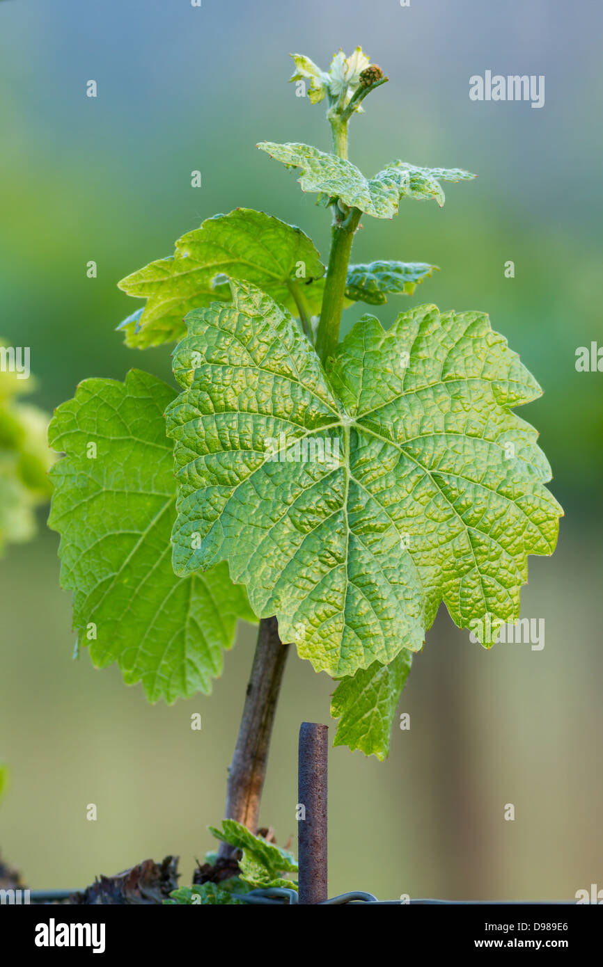 Beautiful rows of grapes in spring at the sunset light Stock Photo - Alamy