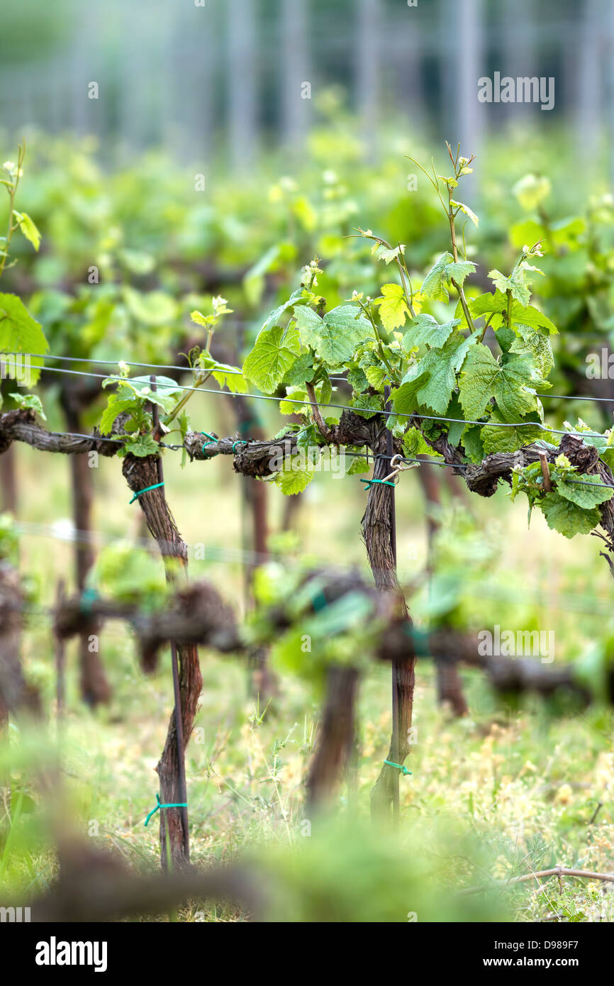 Beautiful rows of grapes in spring Stock Photo - Alamy
