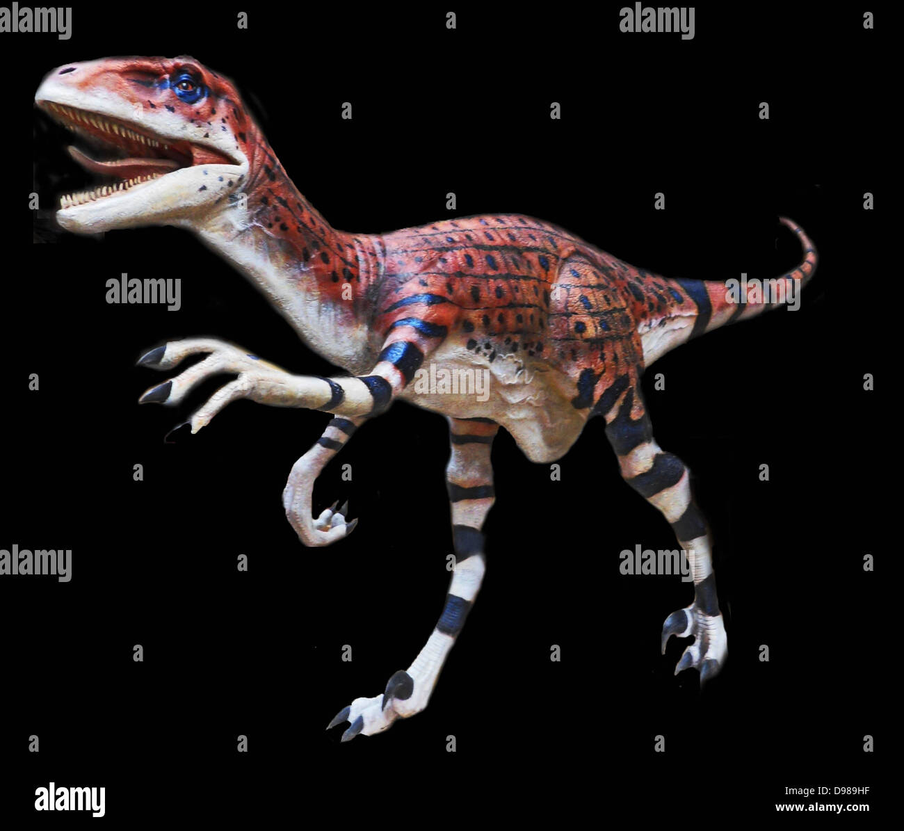 Utahraptor ostrommaysorum hi-res stock photography and images - Alamy