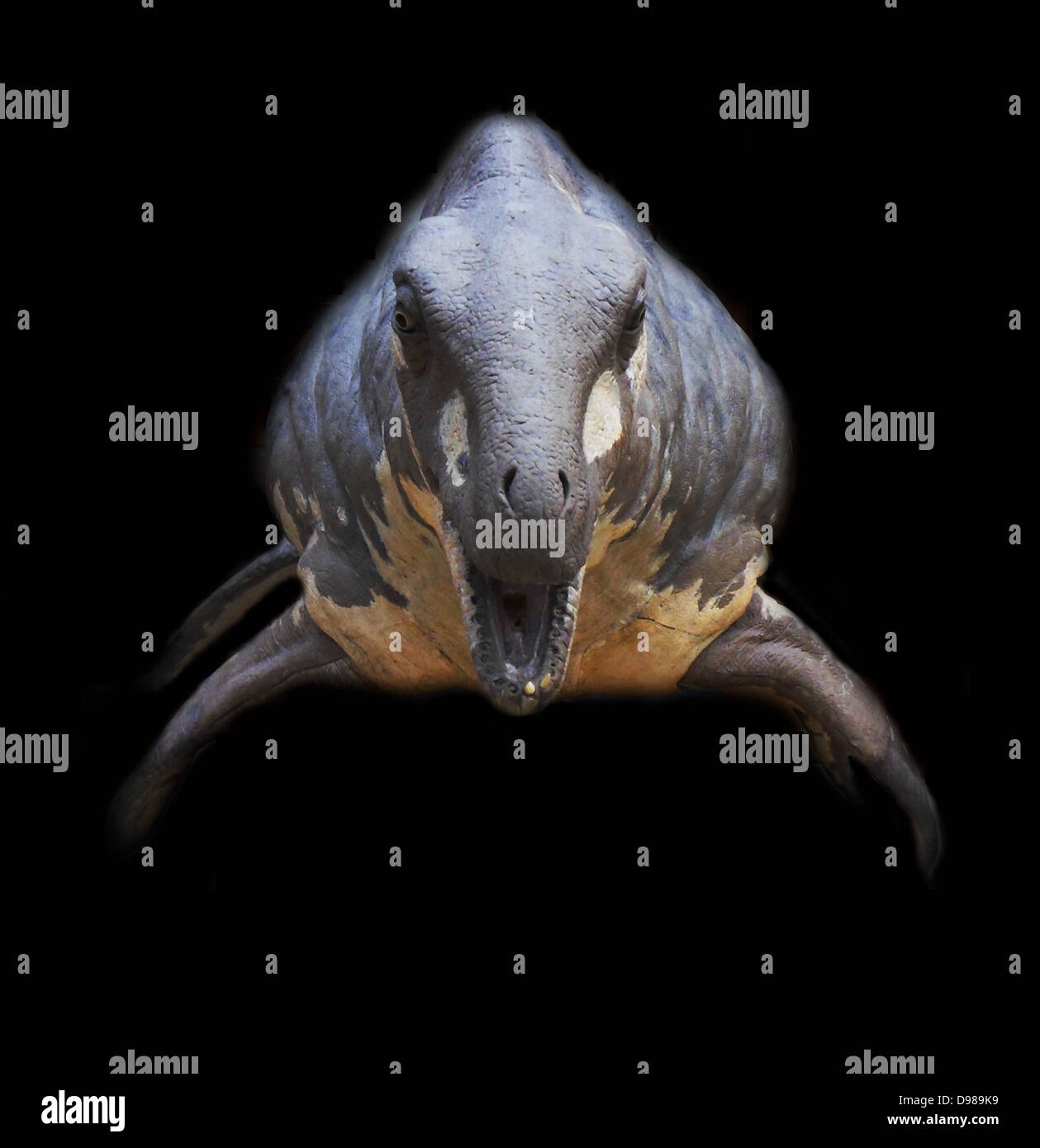 Life size reconstruction of the Lower Jurassic marine reptile ...