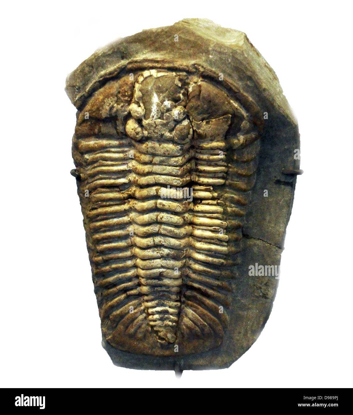 Burrington hi-res stock photography and images - Alamy