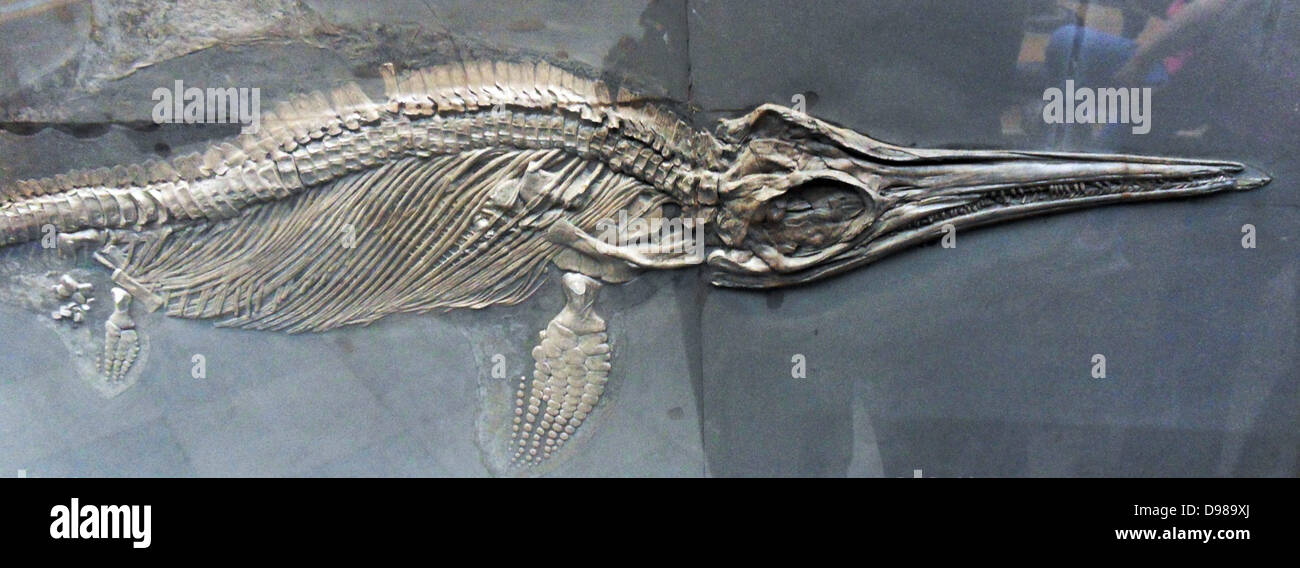 Lower jurasic hi-res stock photography and images - Alamy