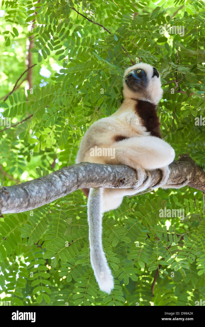 Sifaka lemur in tree hi-res stock photography and images - Alamy