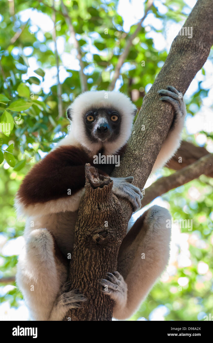 Sifaka lemur in tree hi-res stock photography and images - Alamy