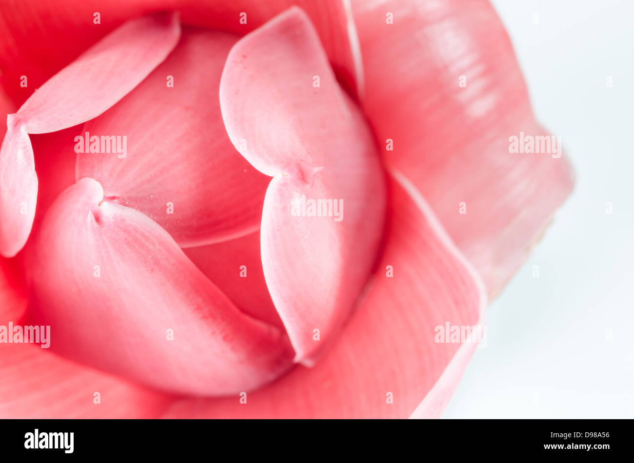 Common ginger flower or Zingiberaceae macro in the nature Stock Photo ...