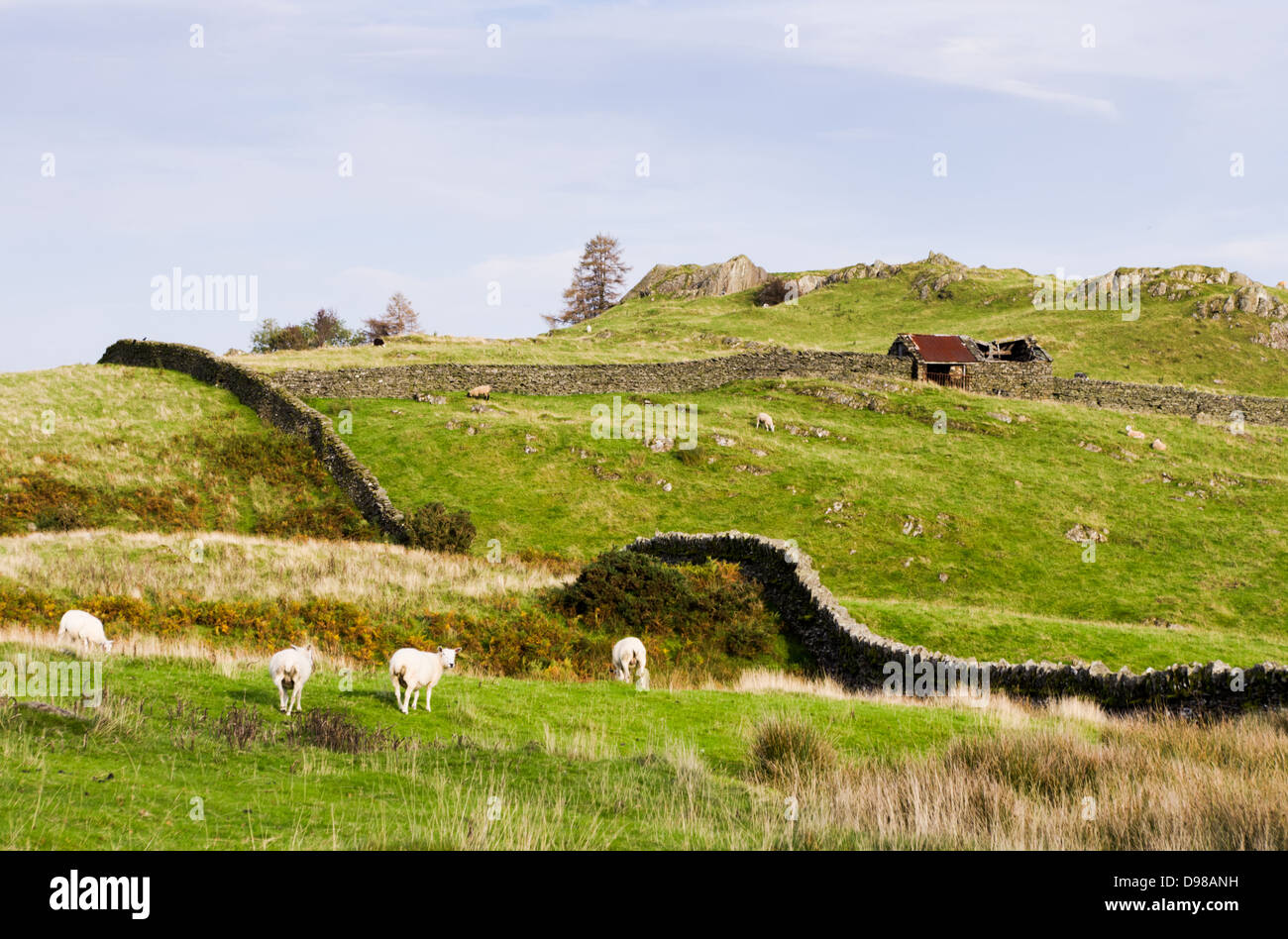 A typical lake district scene of green hills with a couple of sheep ...