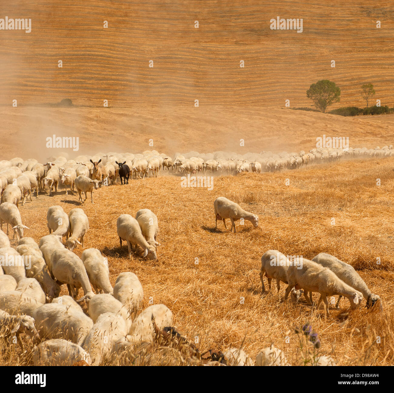 White sheep italian hi-res stock photography and images - Alamy