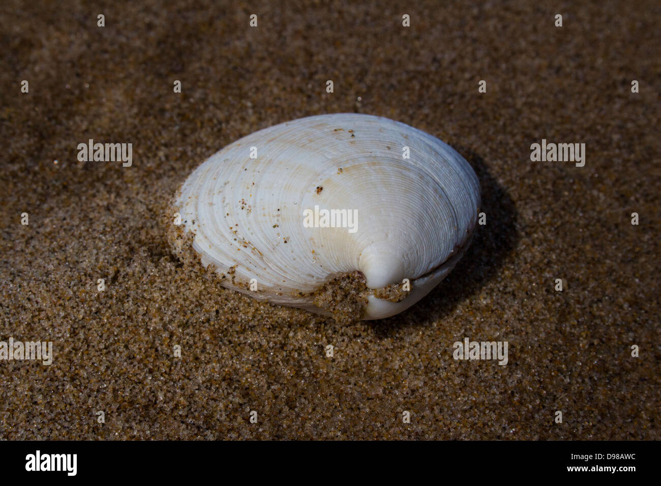 A light Scallop shell partially nestled in the brown sand after the ...