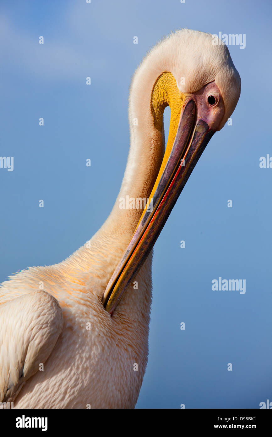 Pelican on a fisherman's hut in Ngor, Dakar, the most westerly point of ...