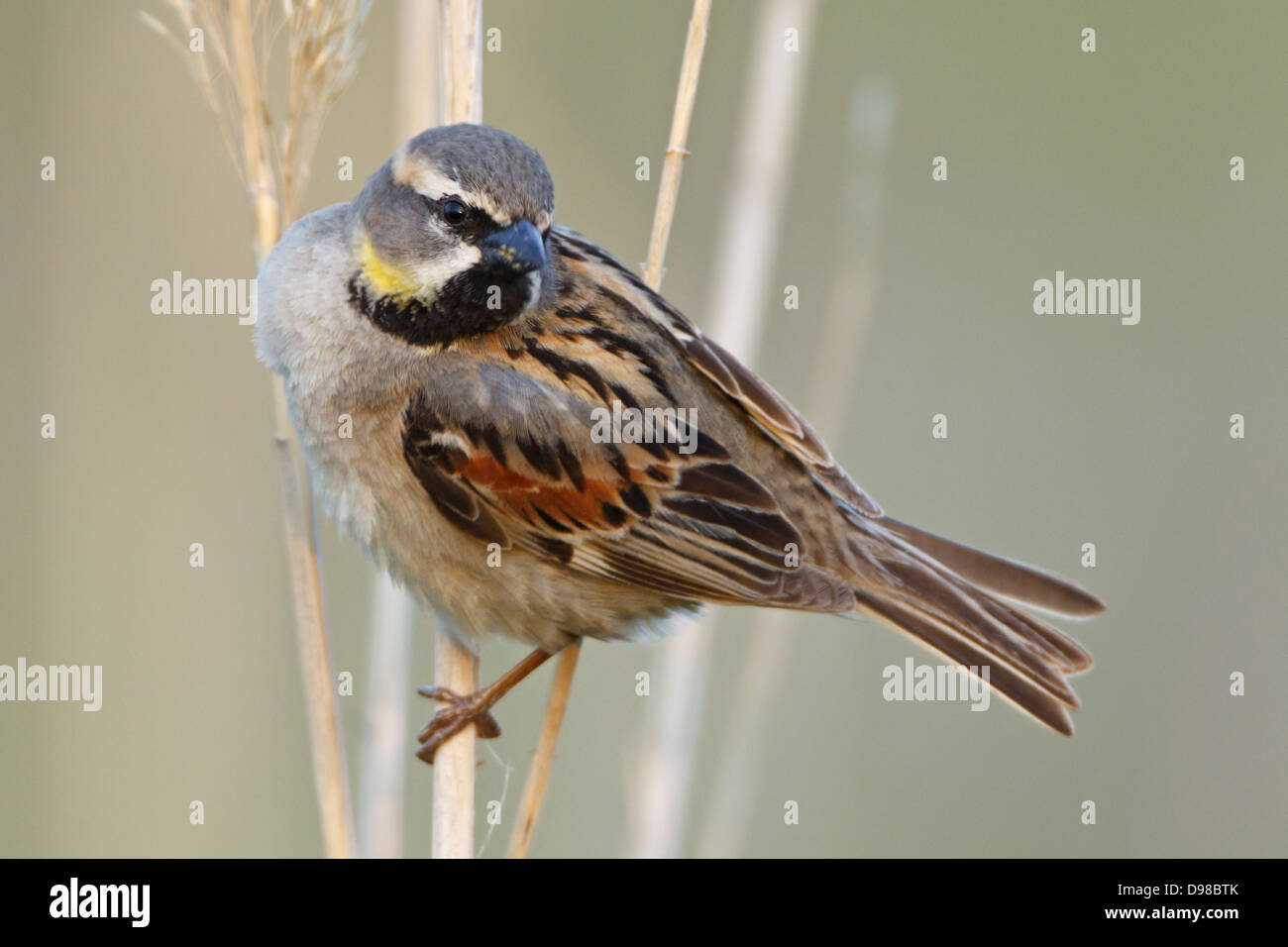 Dead sea sparrow hi-res stock photography and images - Alamy