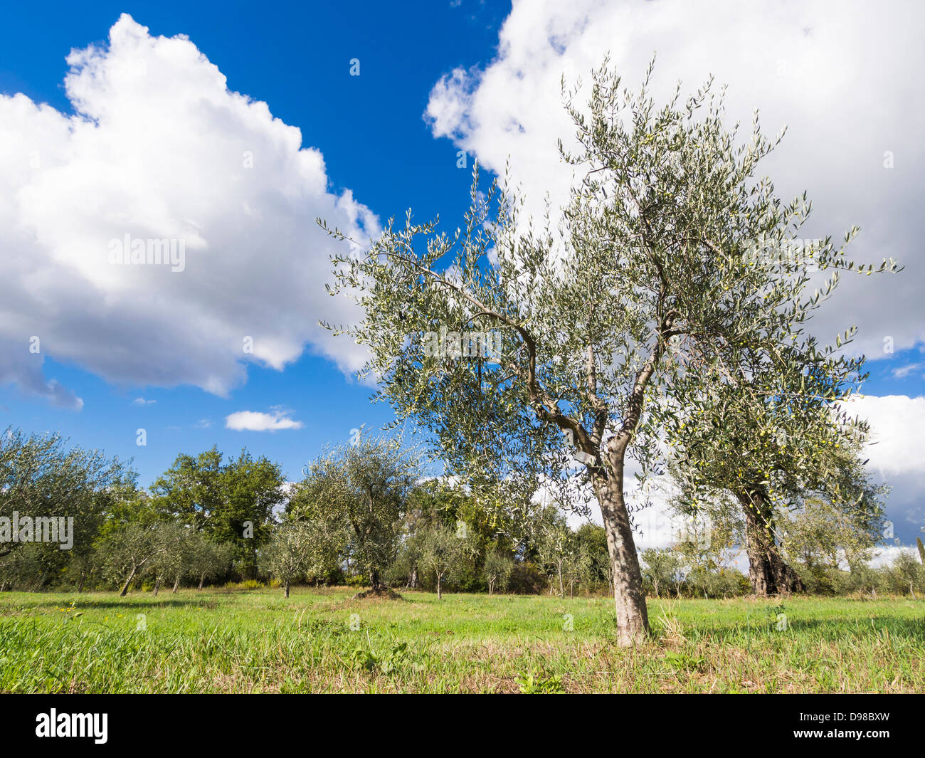 Italy, Olive trees Stock Photo - Alamy