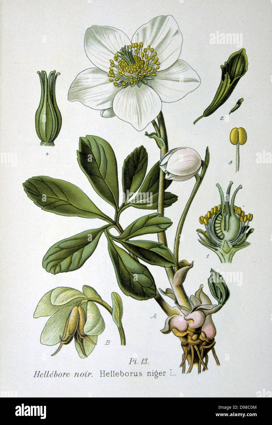 Christmas Rose or Black Hellebore (Helleborus niger) winter flowering ...