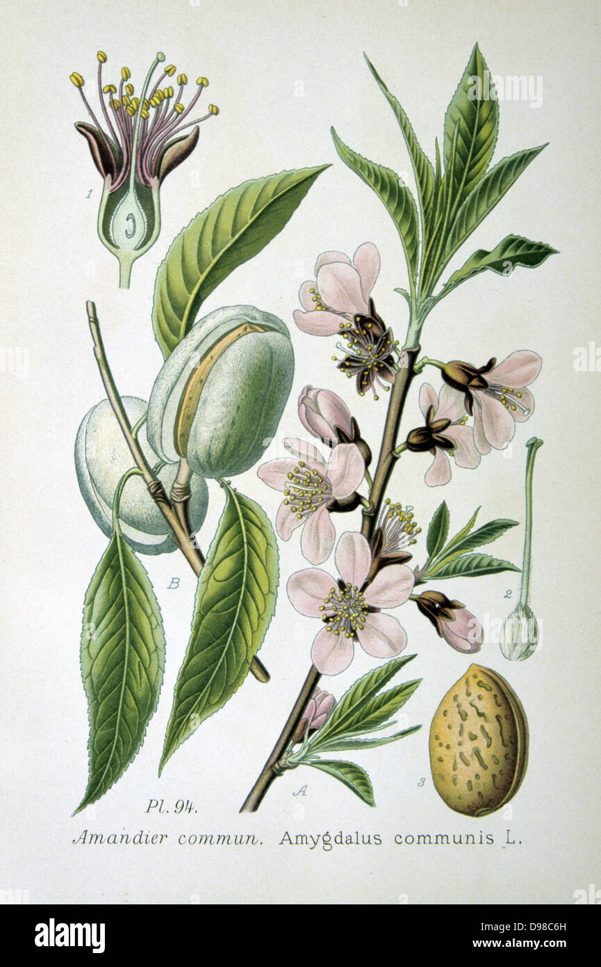 Prunus amygdalus seed almond tree hi-res stock photography and images ...