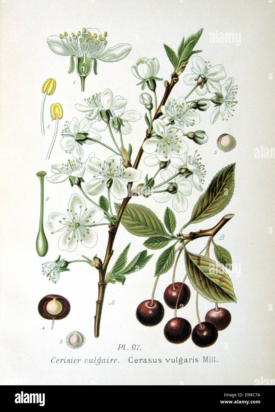 Prunus Cerasus