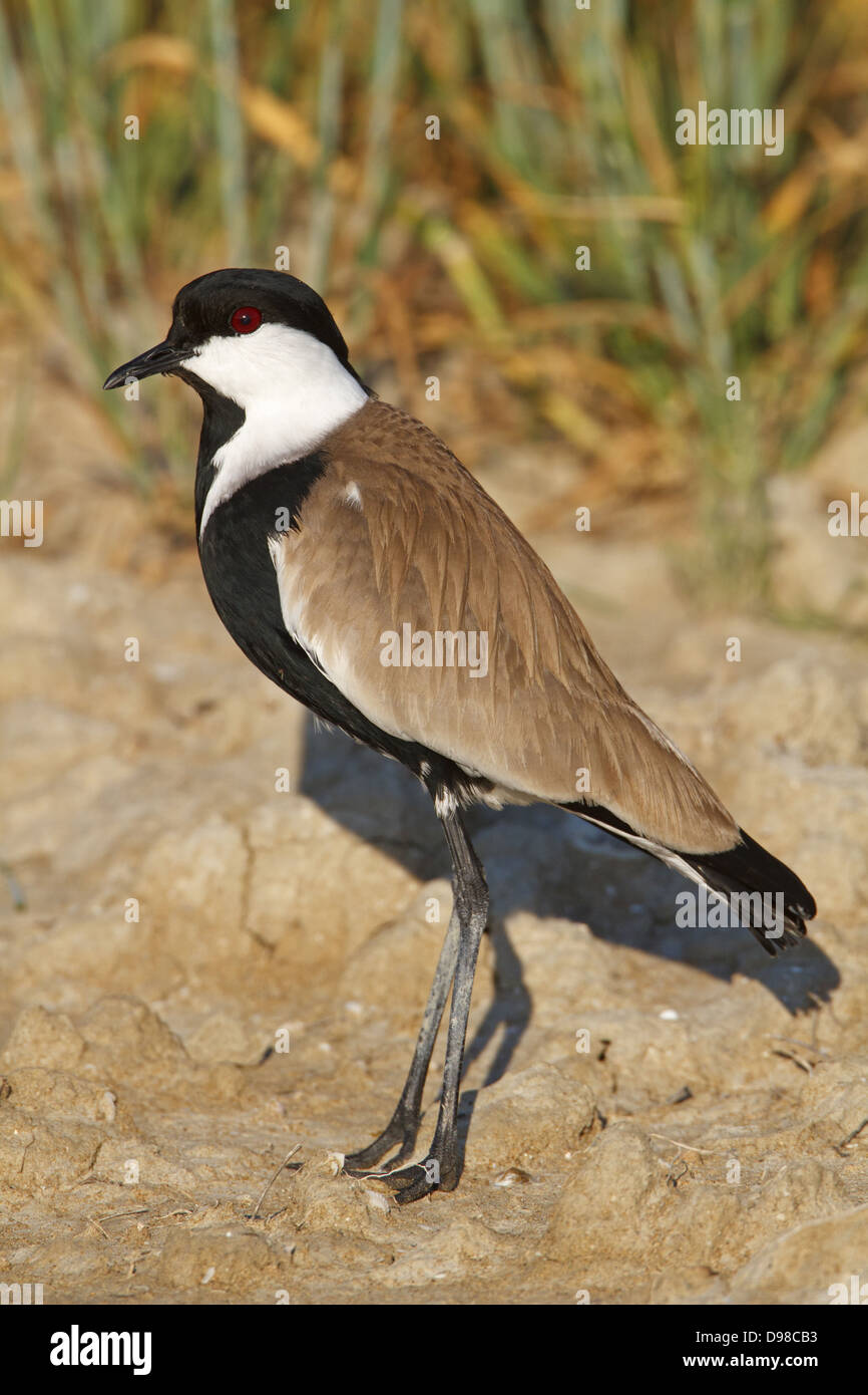 Spur-winged Lapwing, Spur-winged Plover, Hoplopterus spinosus, Vanellus ...