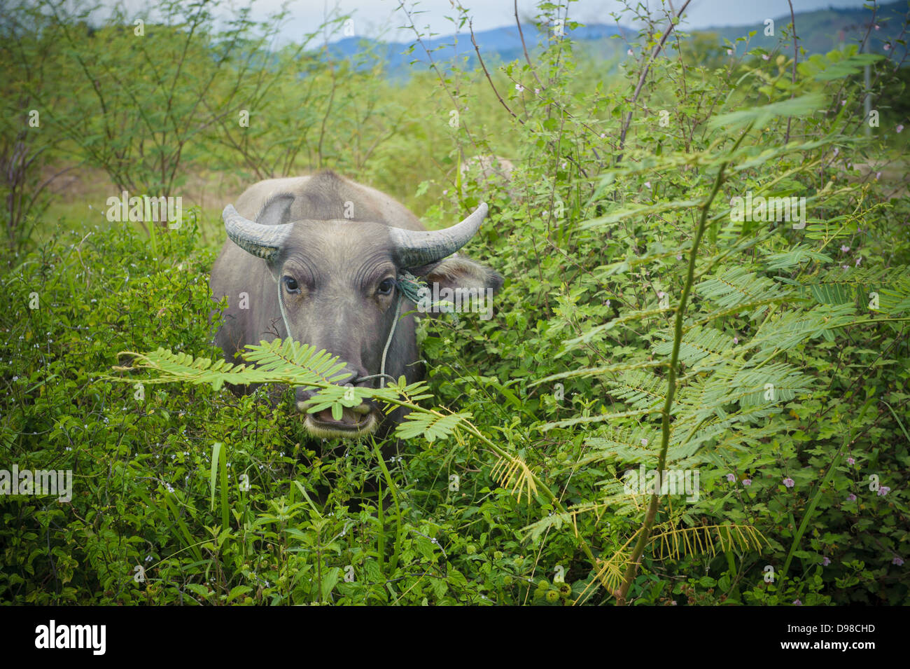 Buffalo sumatra indonesia hi-res stock photography and images - Alamy