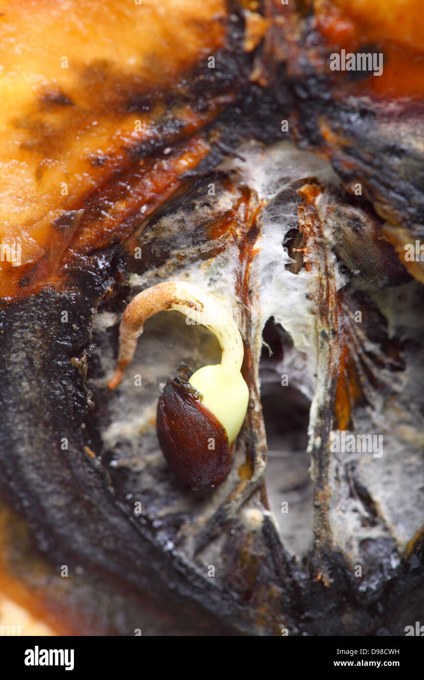 Half rotten fruit hi-res stock photography and images - Alamy