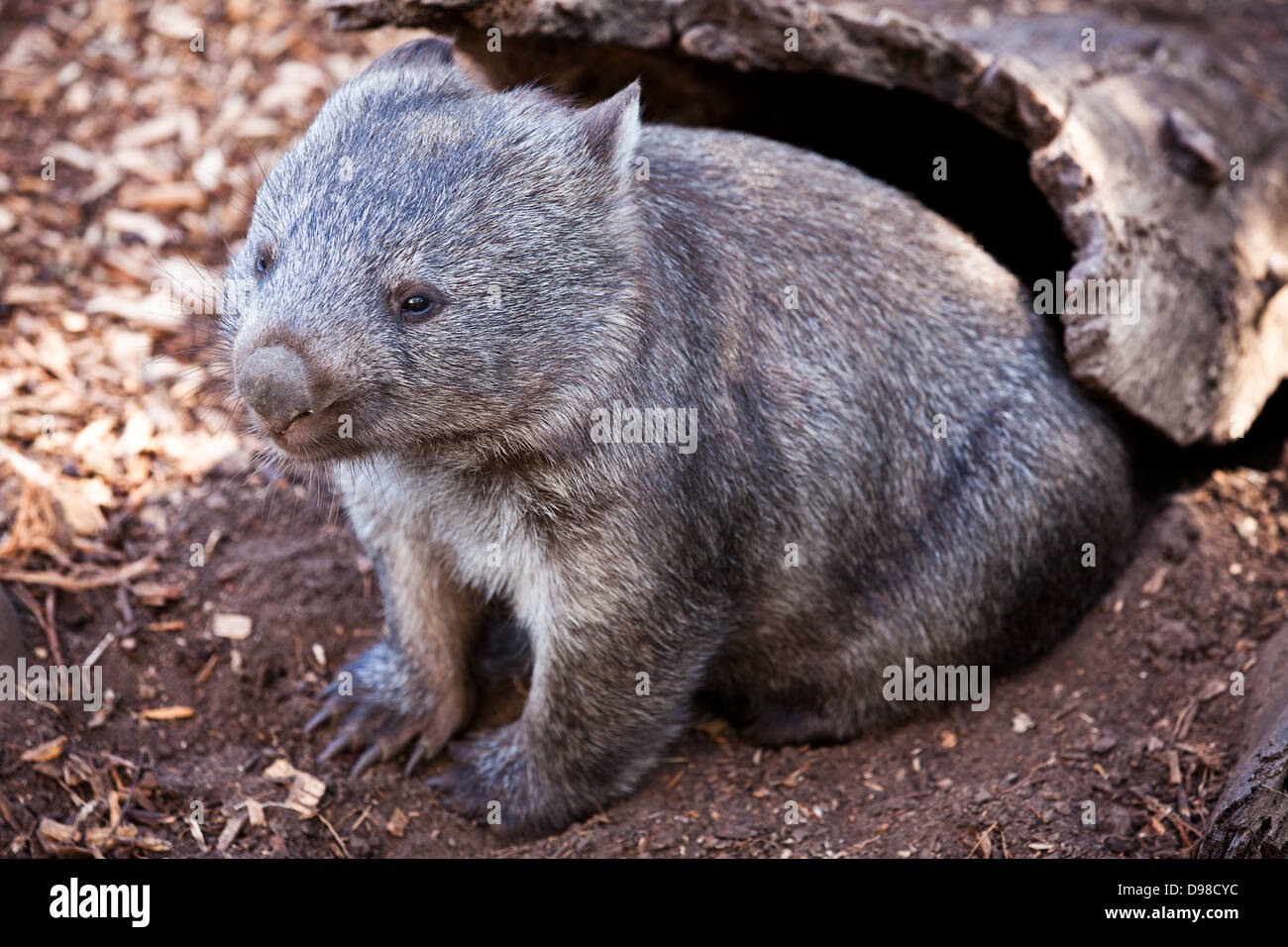 Young Tasmanian Wombat sitting outside it's burrow in the shade ...