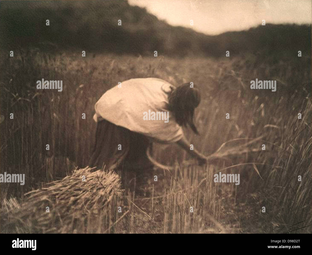 Native American Indian: Apache reaper, c1906. Photograph by Edward ...