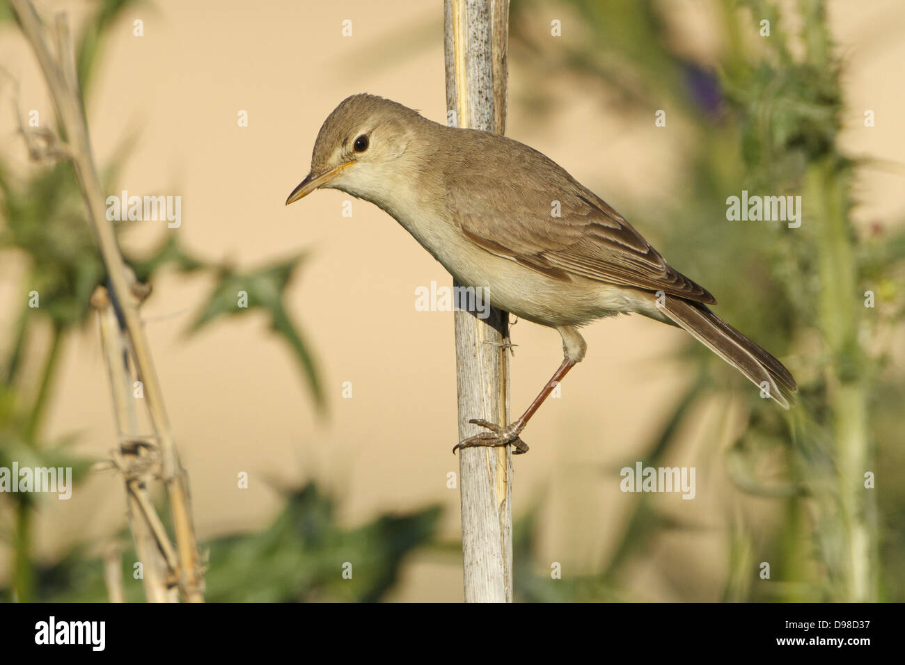 Teichrohrsänger, Reed Warbler, Eurasian Reed Warbler, Eurasian Reed ...