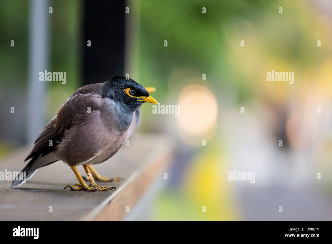 Indian Minor birds sitting on balcony railing Stock Photo - Alamy