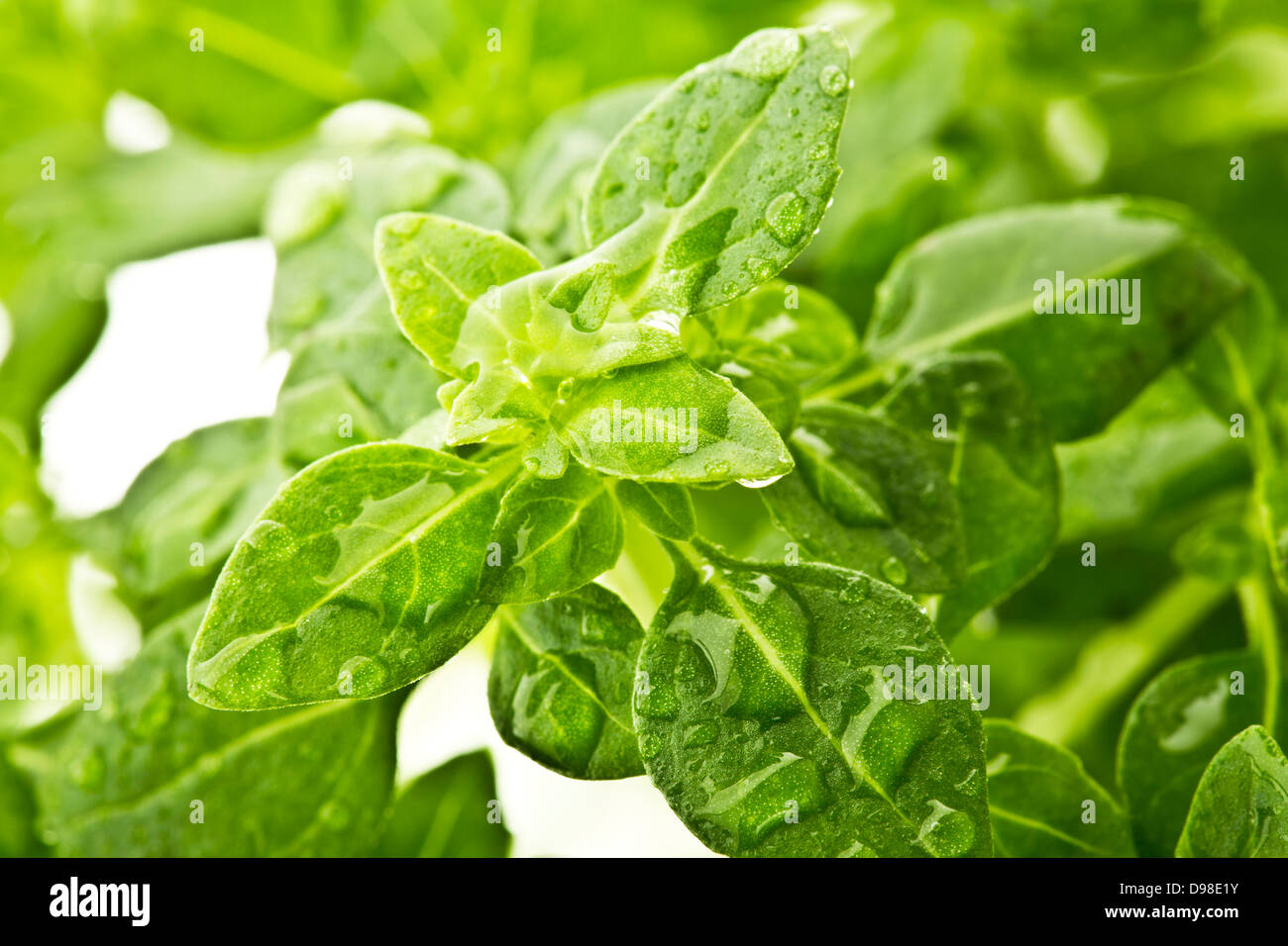 Eton crop basil on white background, close up Stock Photo - Alamy