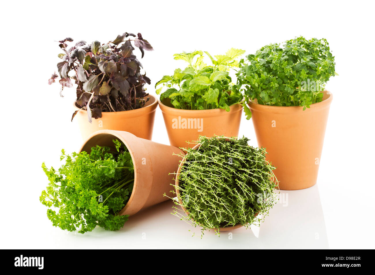Variety of potted basils, thyme and parsley on white background, close ...
