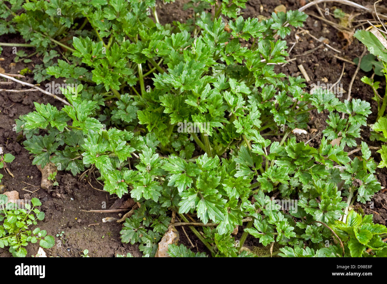 Creeping buttercup, Ranunculus repens, plant on garden soil Stock Photo ...