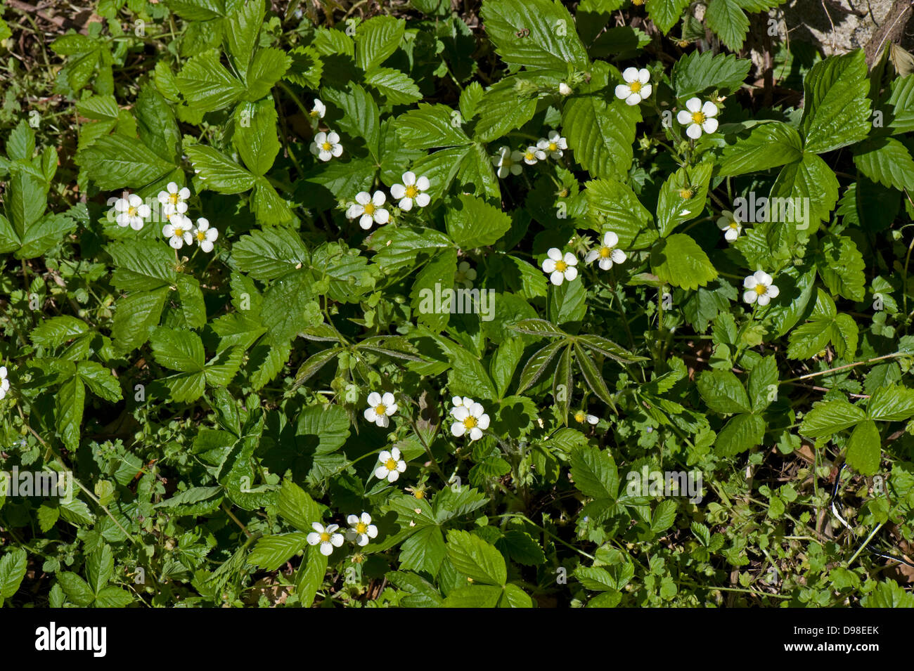 Fragaria hi-res stock photography and images - Alamy