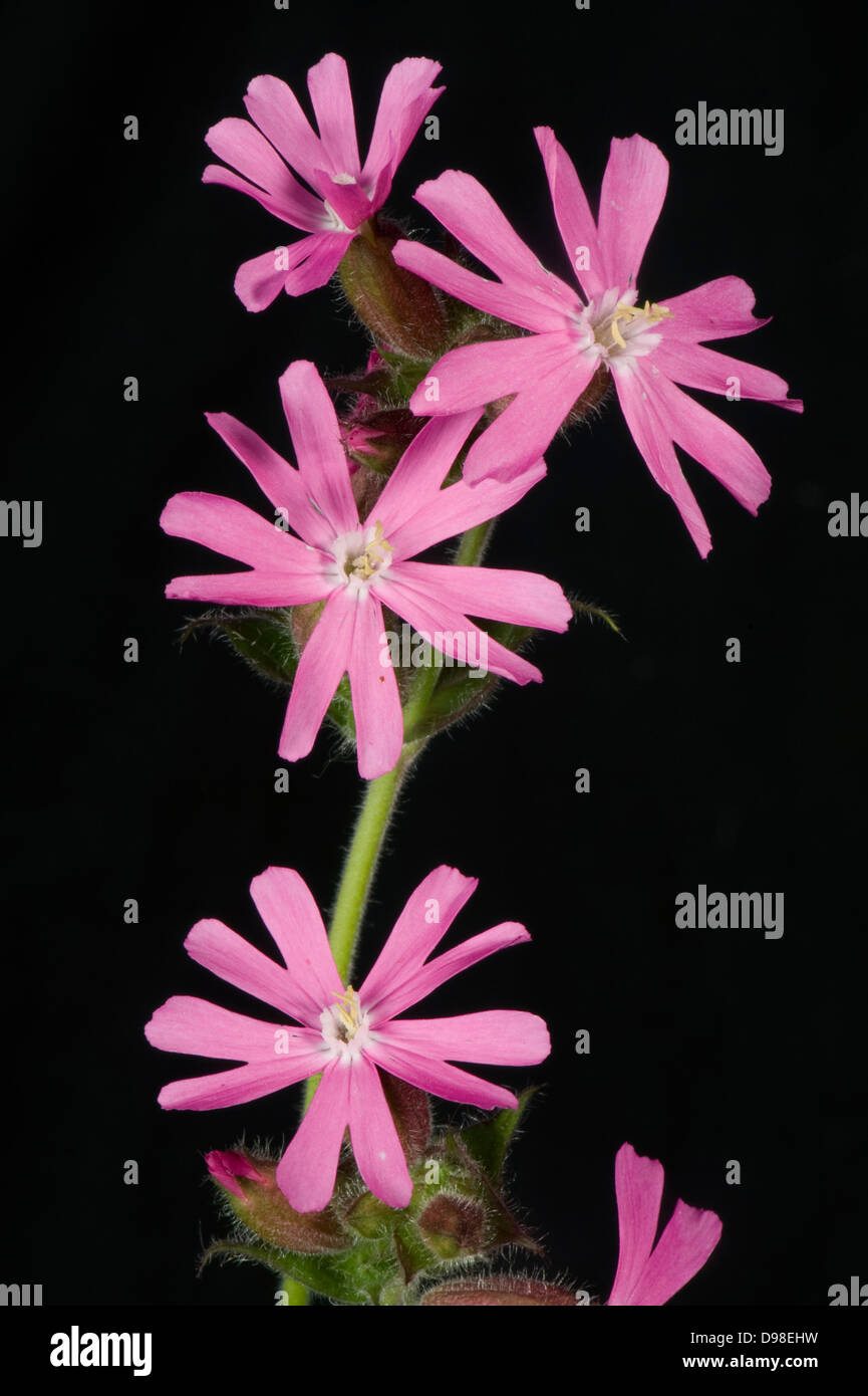 Red campion flower, Silene dioica Stock Photo - Alamy