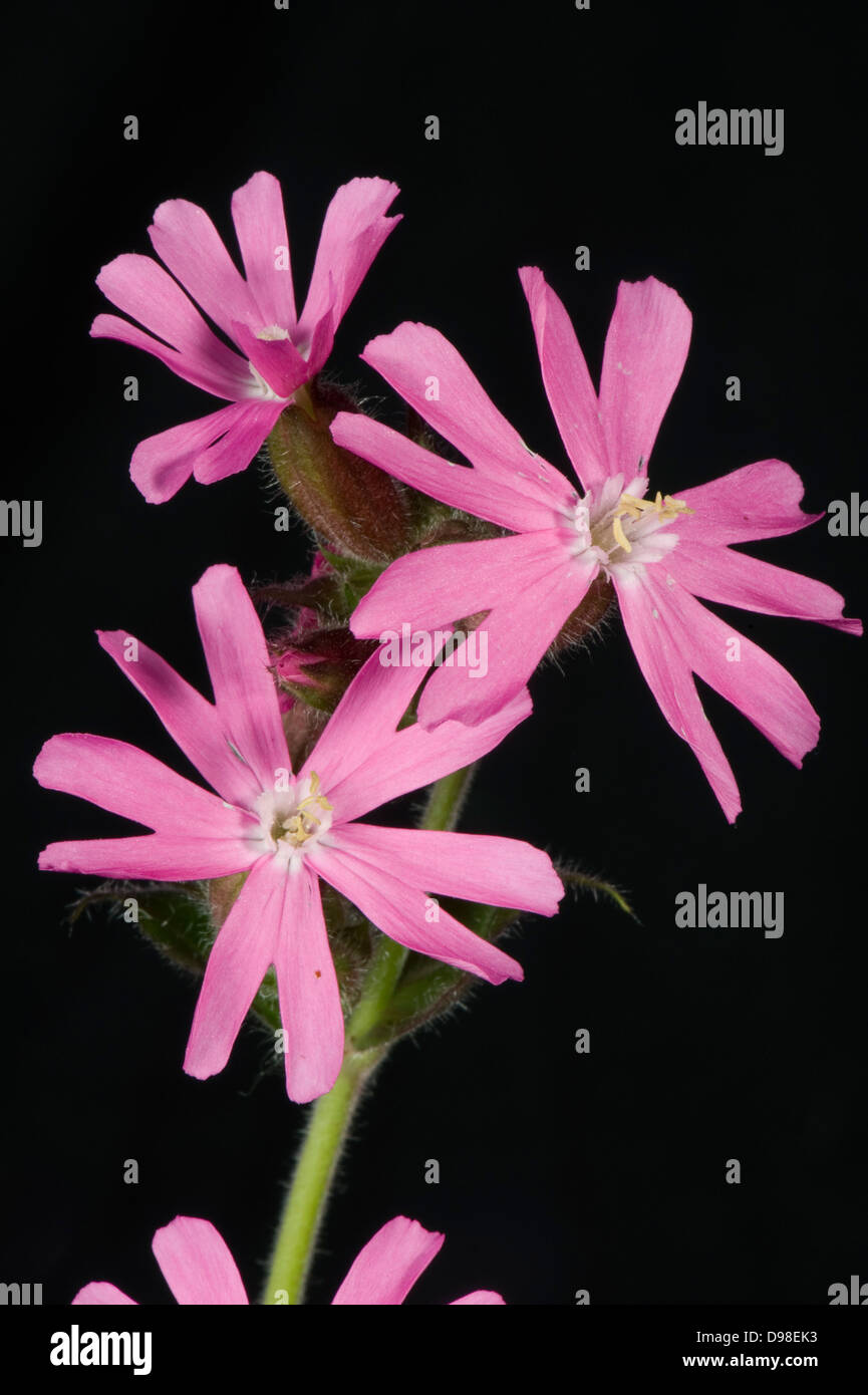 Red campion flower, Silene dioica Stock Photo - Alamy