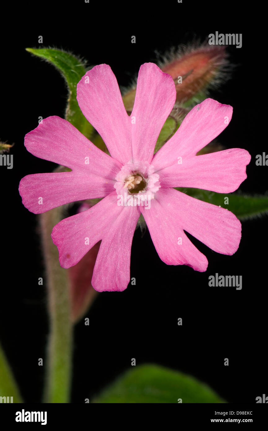 Red campion flower, Silene dioica Stock Photo - Alamy