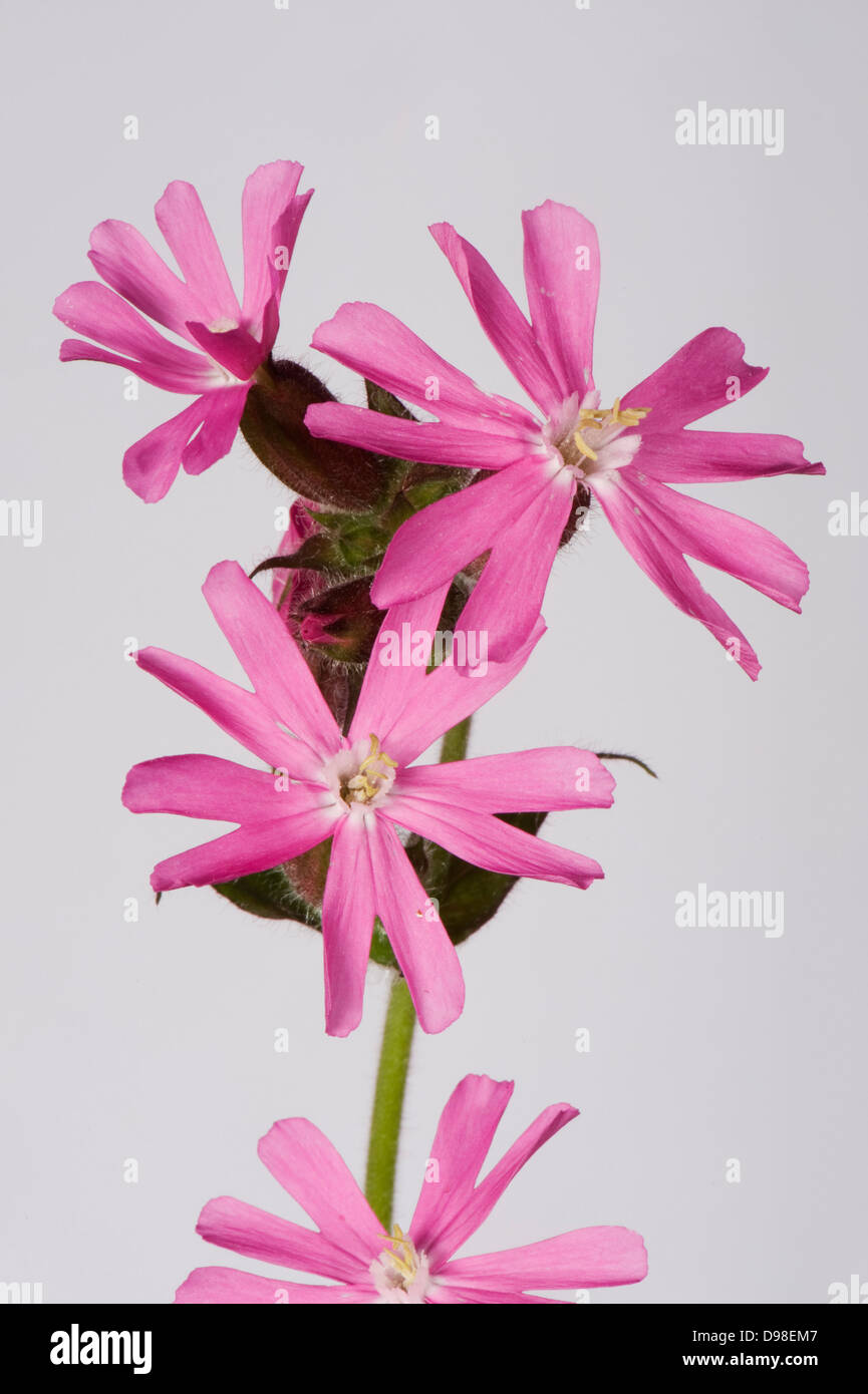 Red campion flower, Silene dioica Stock Photo - Alamy